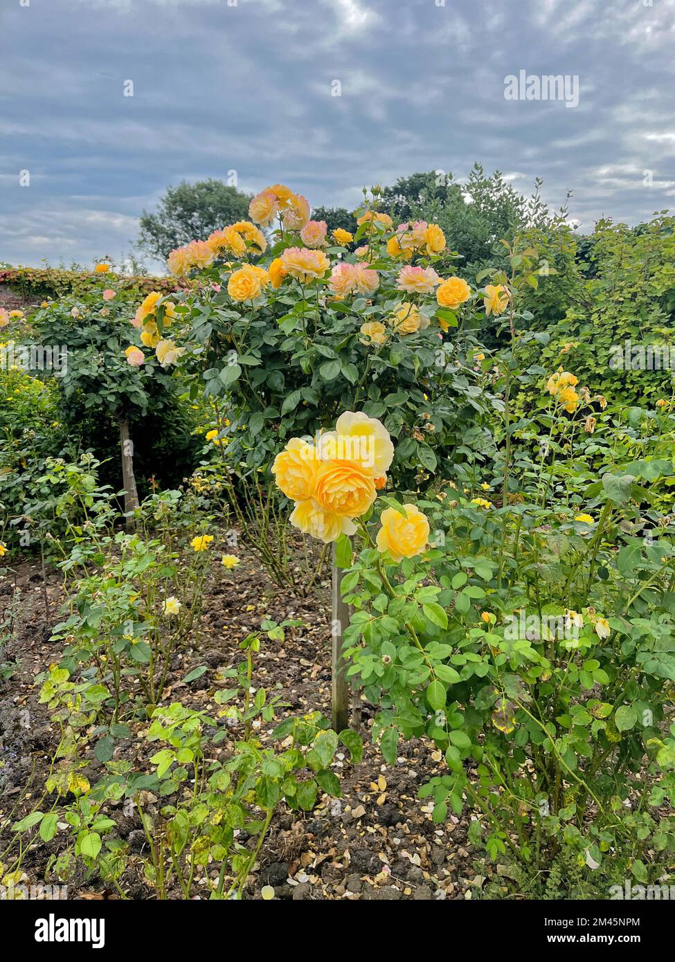 Absolutely Fabulous Standard Yellow Rose Tree at National Trust's Gunby ...