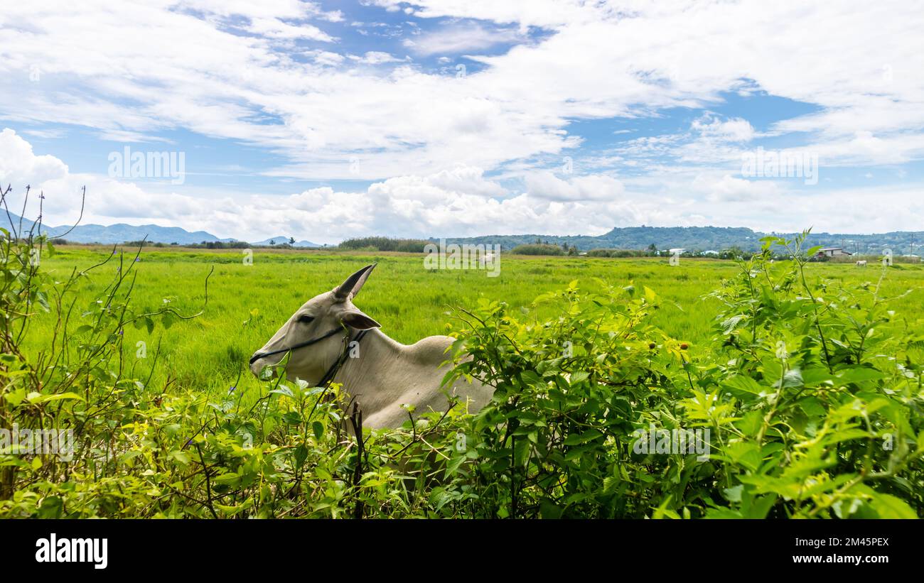 Cow relaxing in farm hi-res stock photography and images - Alamy