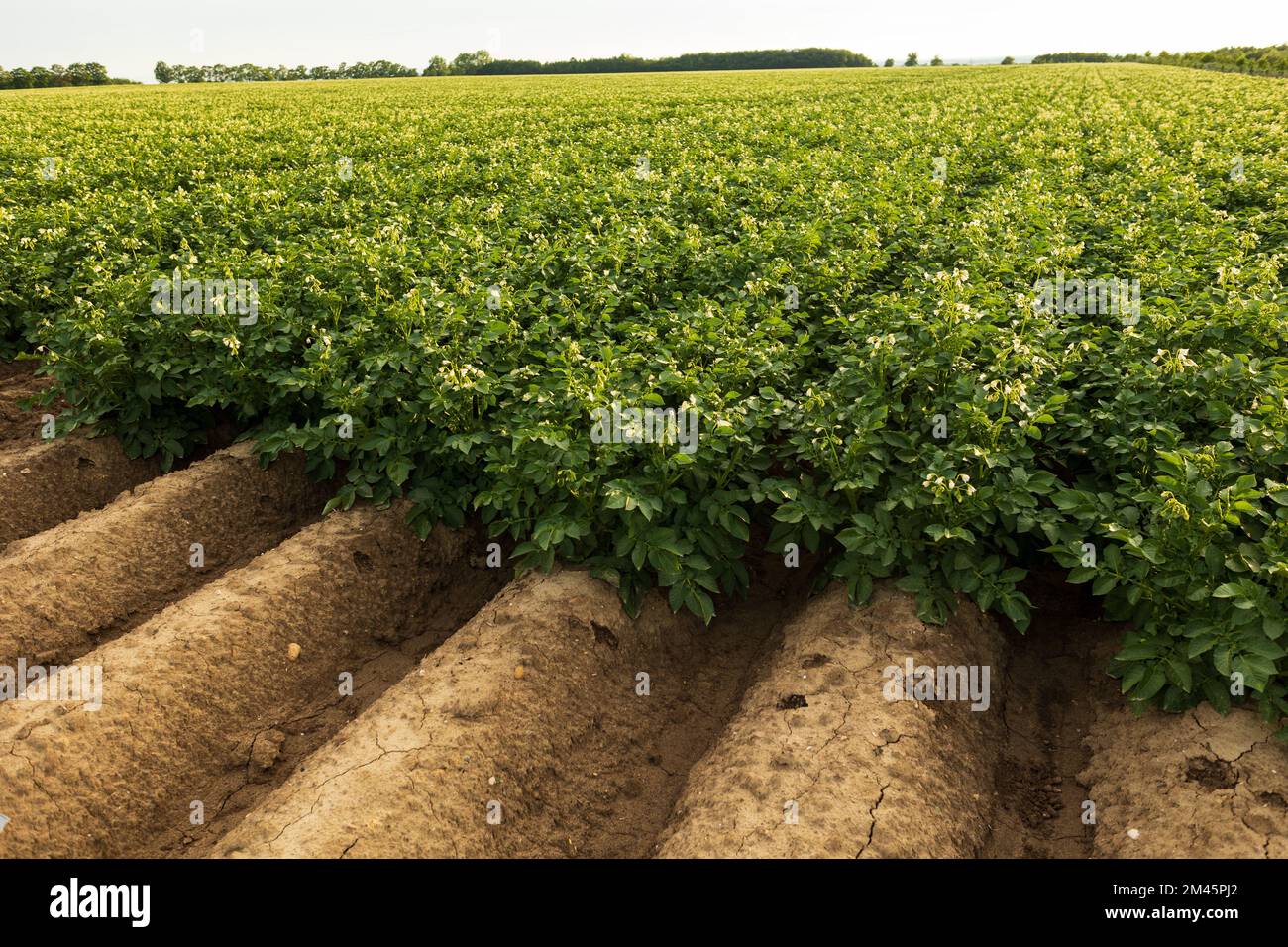 A closeup of potato plants in a green field, farmland surrounding a ...