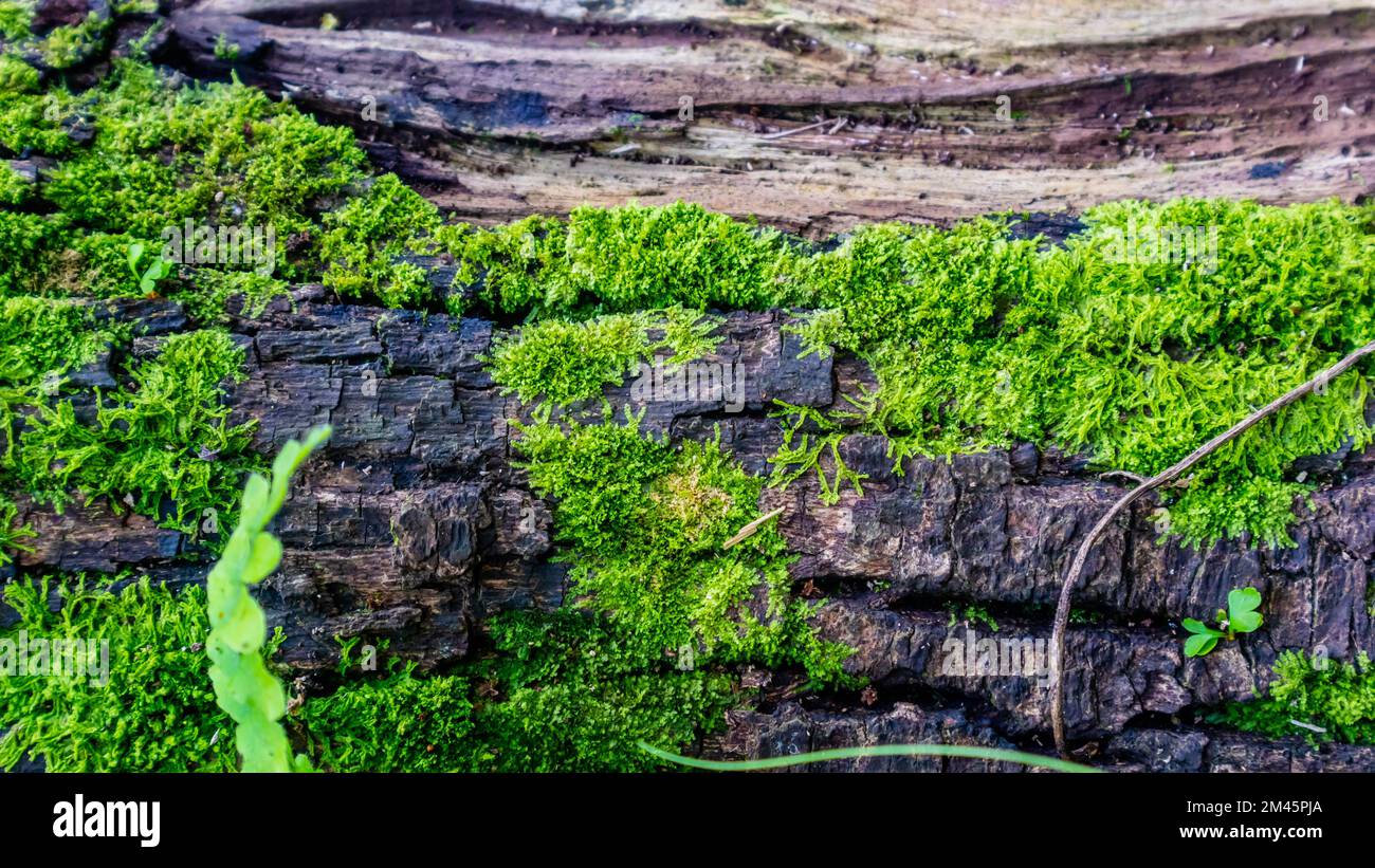 Mossy wood texture as background Stock Photo - Alamy
