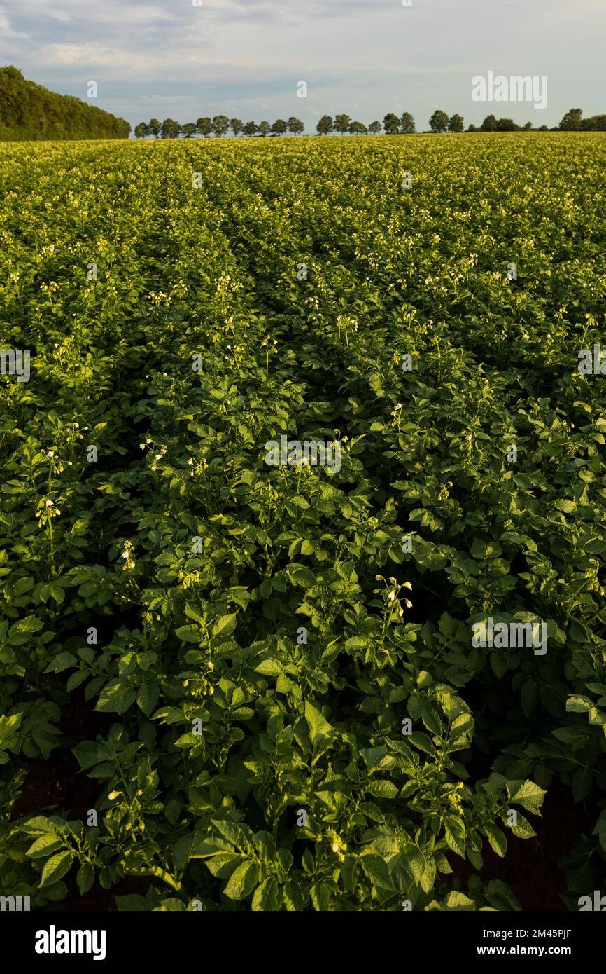 A vertical of potato plants in a green field, farmland Stock Photo - Alamy