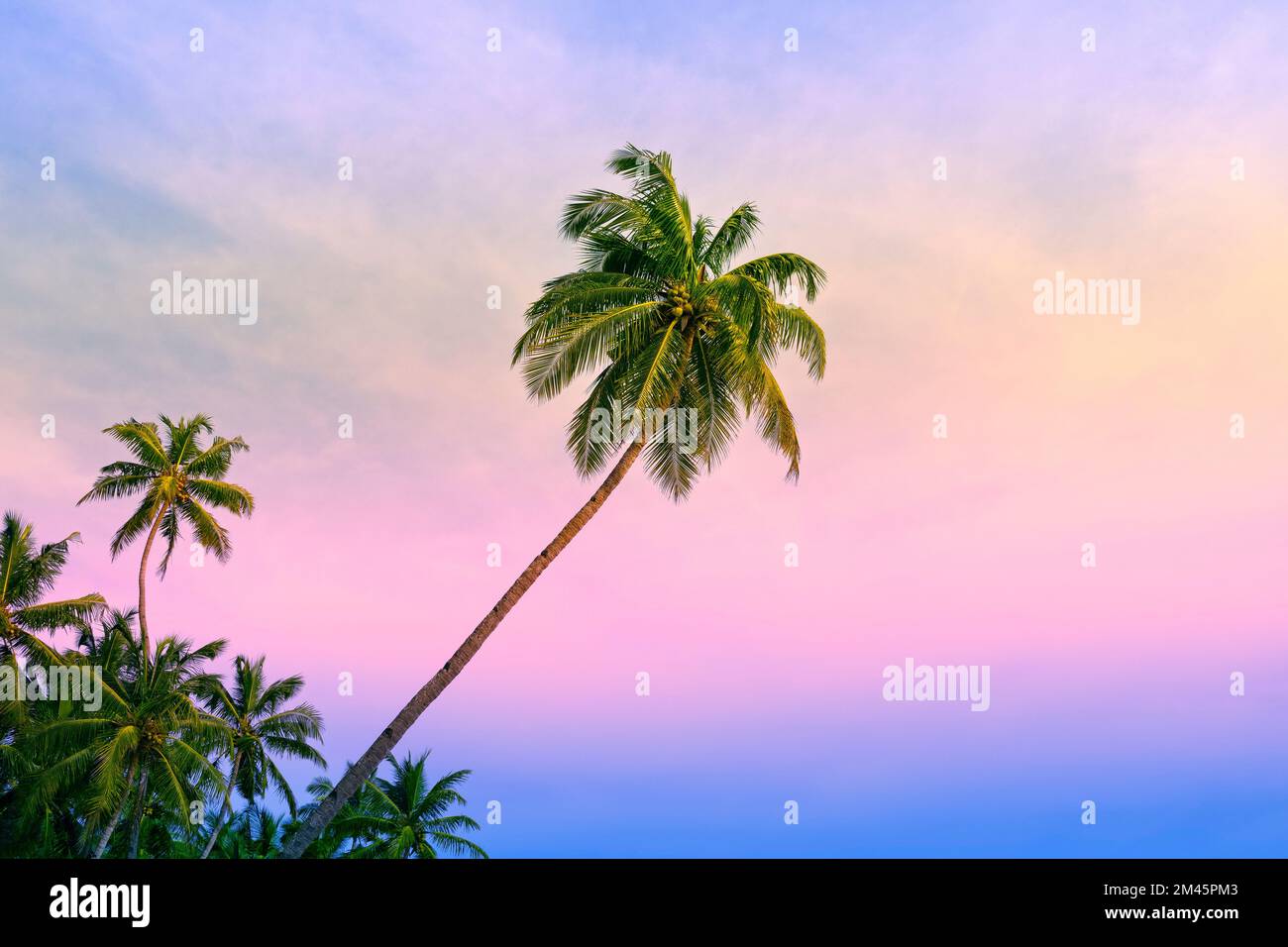 Sunset with gradients and coconut palm trees, tropical landscape Stock ...