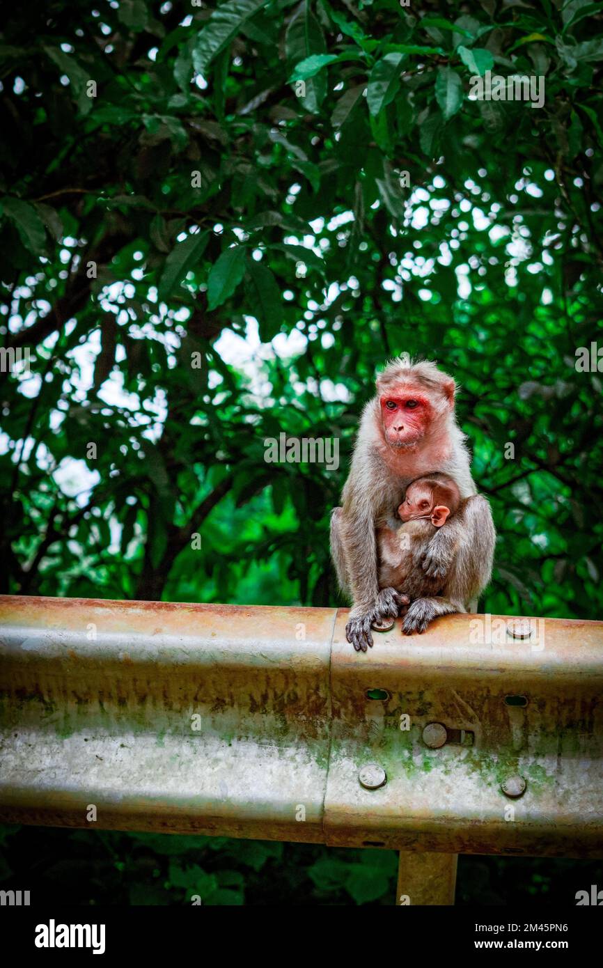 A baby monkey hugging and being protected by its mother monkey sitting ...