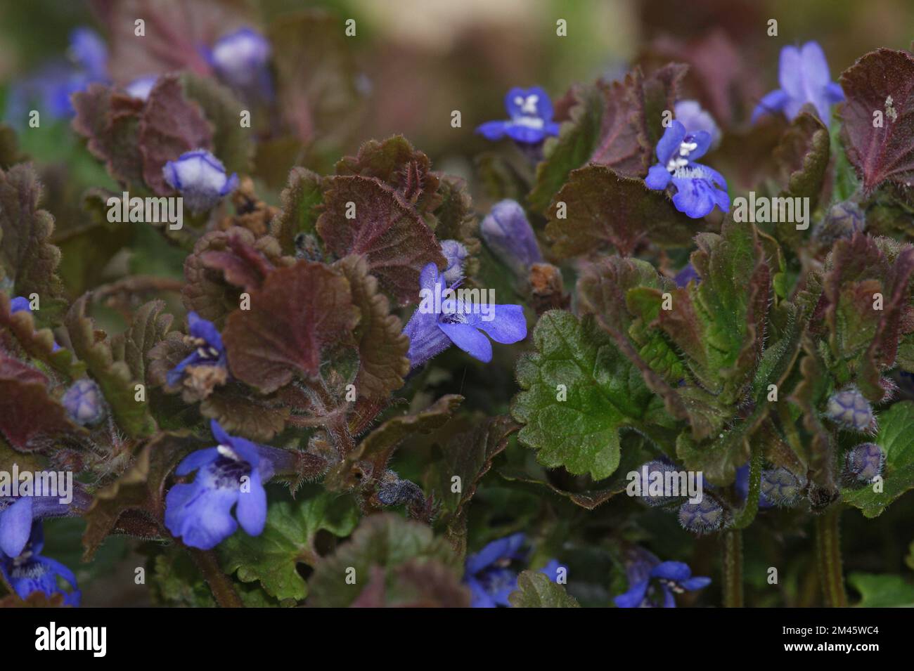 The Glechoma hederacea plant with beautiful blue flowers Stock Photo ...