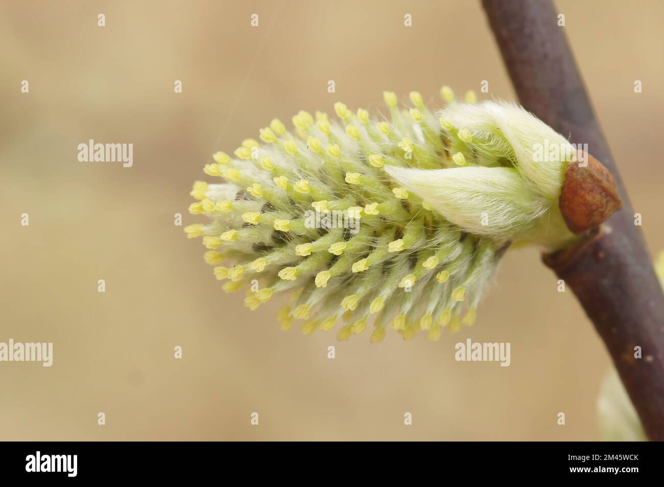 Female salix caprea hi-res stock photography and images - Alamy