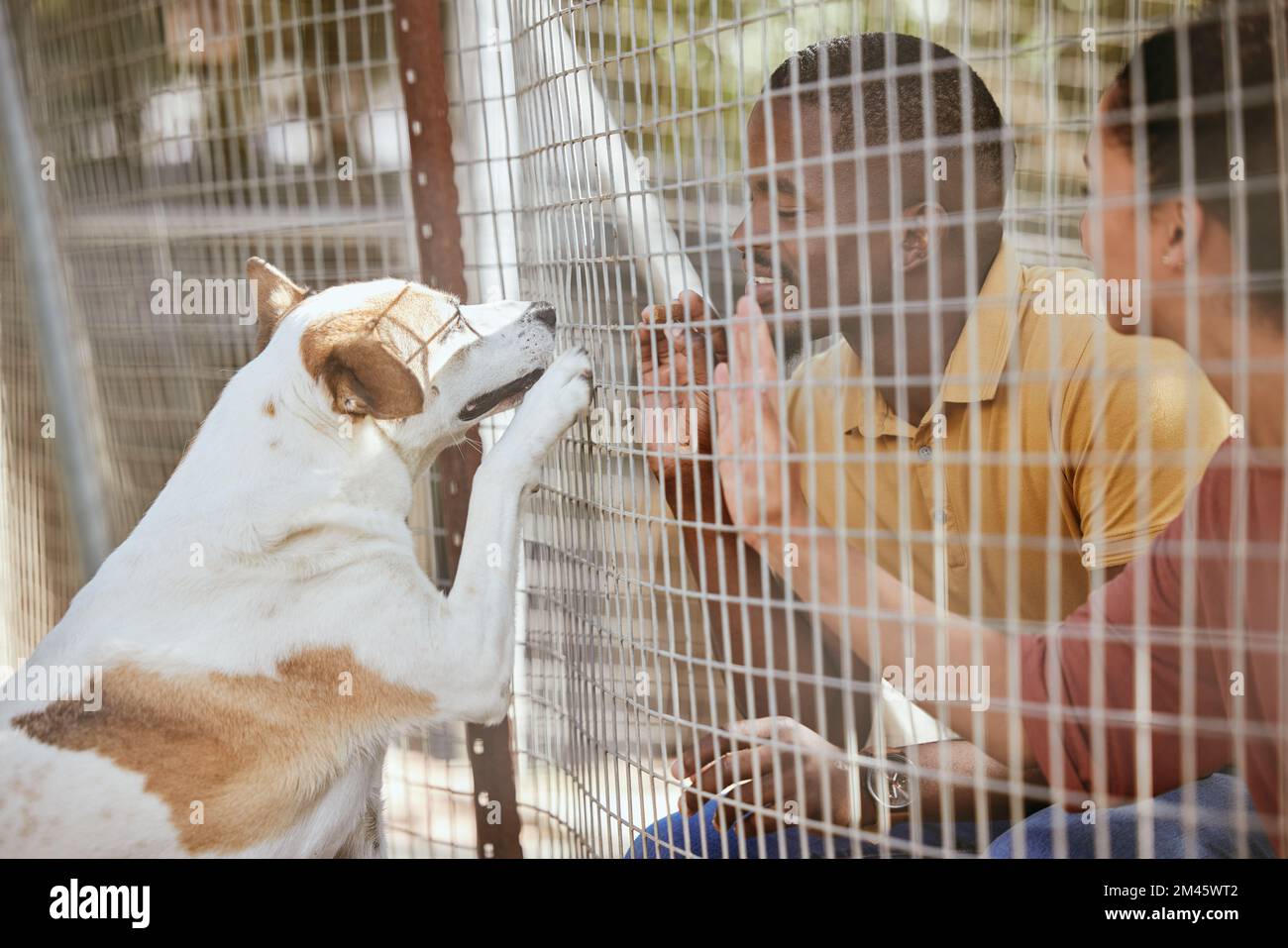 Fence, dog or couple with empathy at an adoption shelter or homeless ...