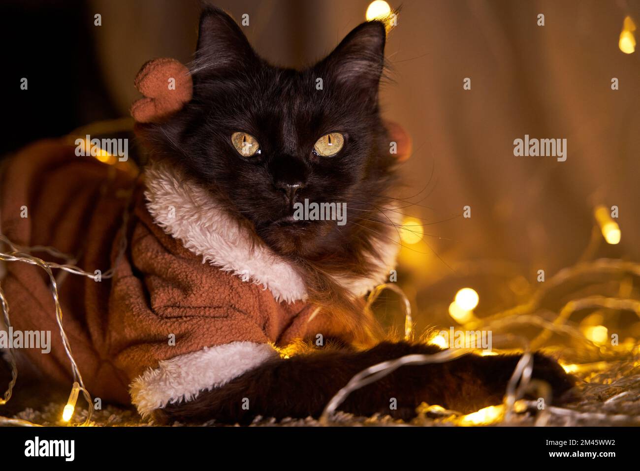 Maine coon cat in christmas deer costume. Concept of Christmas and New ...