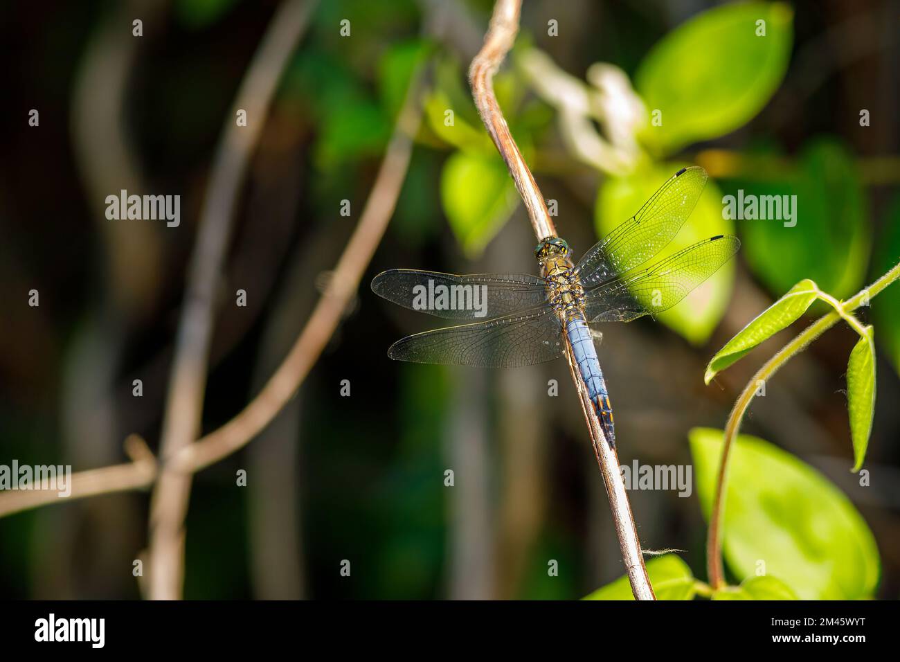 A big blue dragonfly in the wild Stock Photo - Alamy