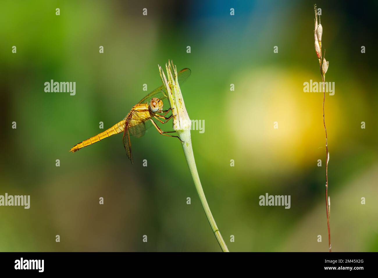 Dragonfly dragonflies insect hi-res stock photography and images - Alamy