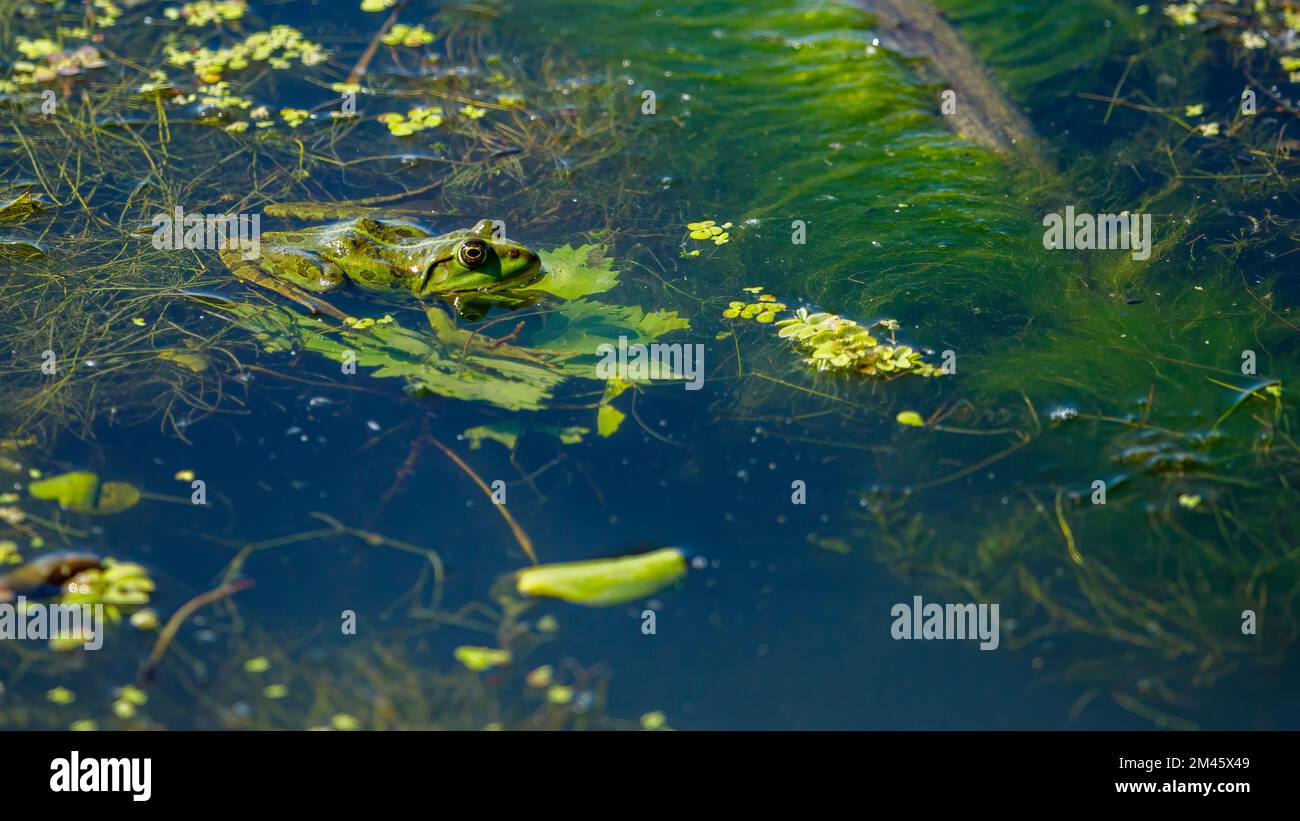 A frog in the swamps of the danube delta Stock Photo - Alamy