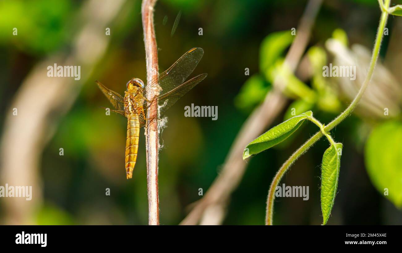 A big yellow dragonfly in the wild Stock Photo - Alamy