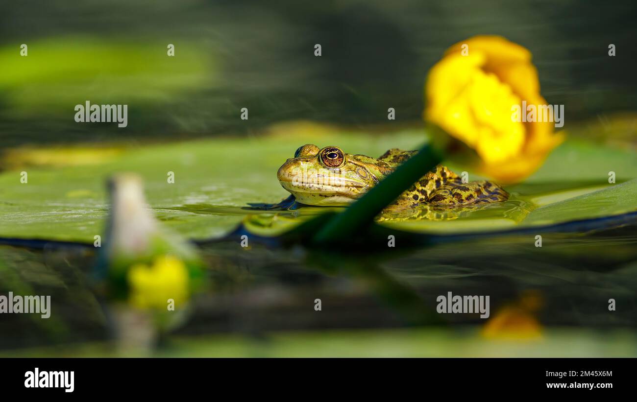 Swamp frog hi-res stock photography and images - Alamy