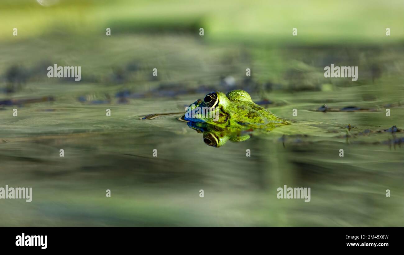 A frog in the swamps of the danube delta Stock Photo - Alamy