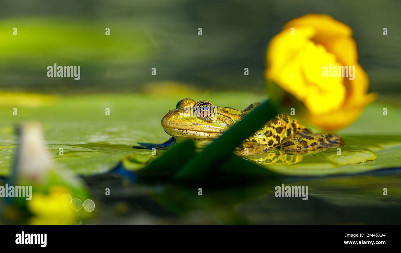 Swamp frog hi-res stock photography and images - Alamy