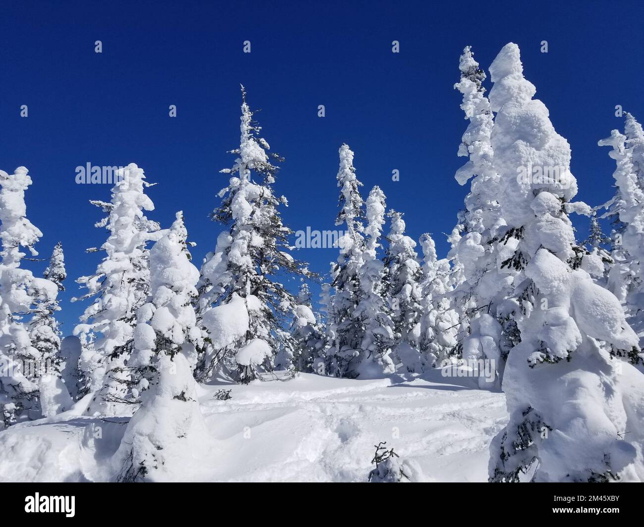 A beautiful landscape of snow-covered trees in a forest under a blue ...