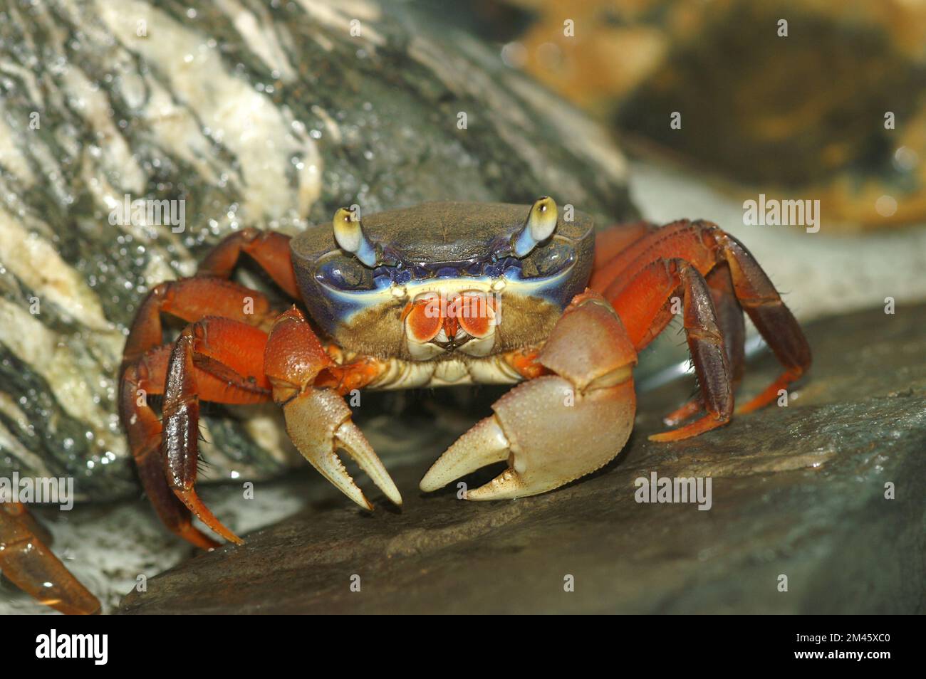 A colorful tropical African rainbow terrestrial crab Stock Photo - Alamy