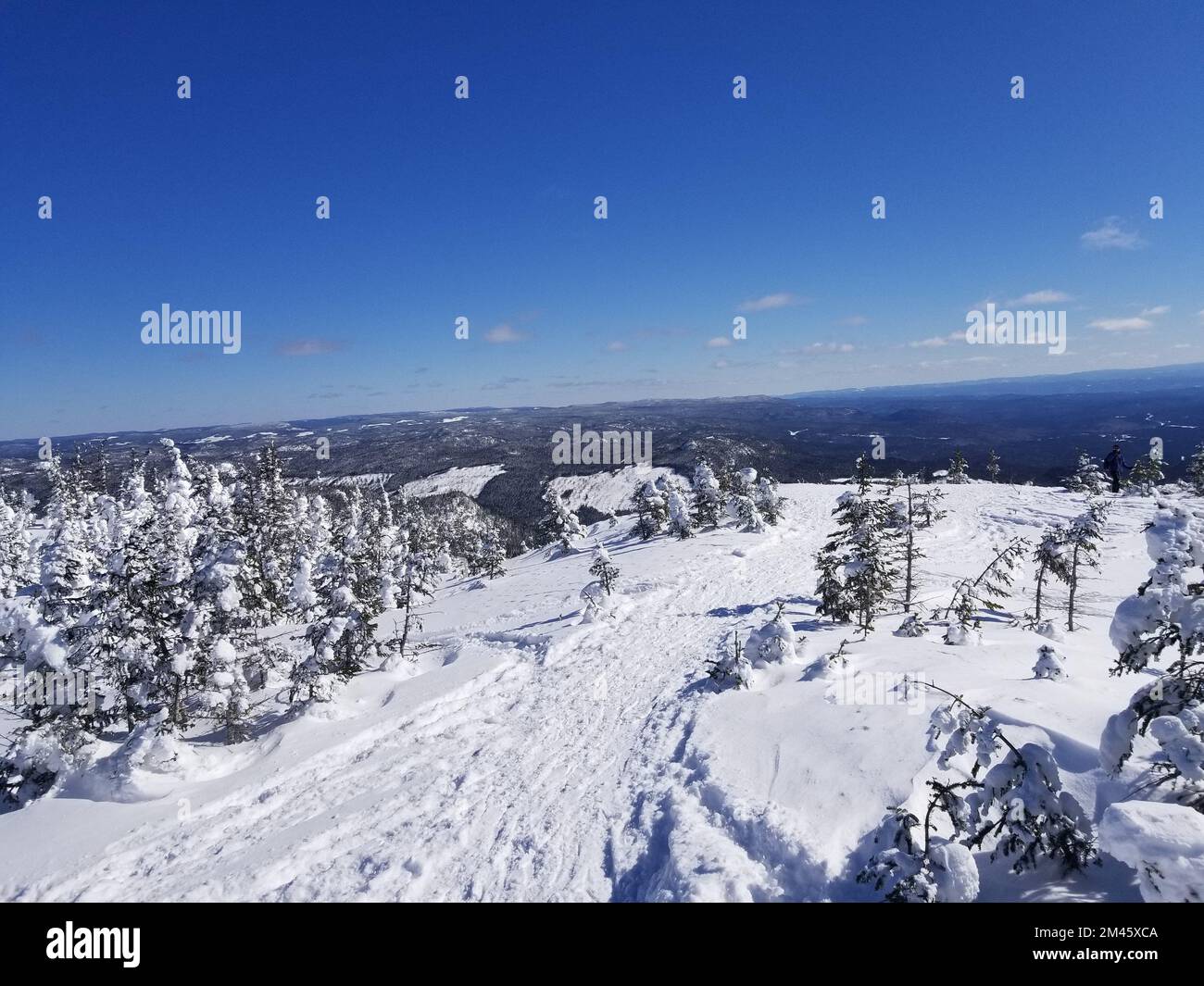 A Beautiful landscape of snow-covered trees in a forest under a blue ...