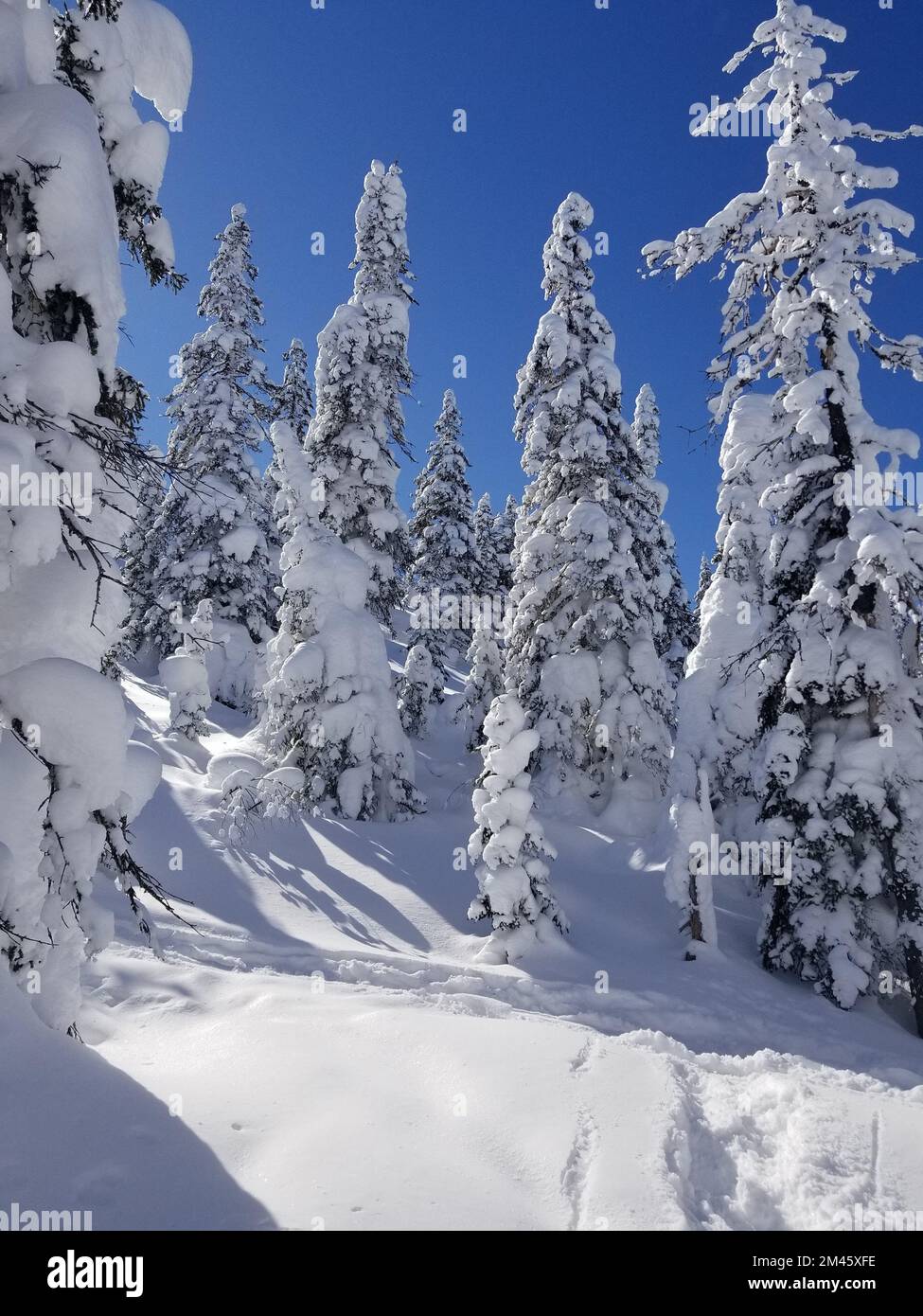 A beautiful view of snow-covered trees in the forest Stock Photo - Alamy