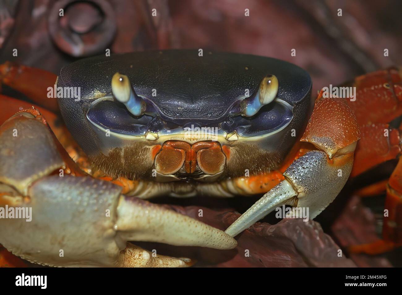 A colorful tropical African rainbow terrestrial crab Stock Photo - Alamy