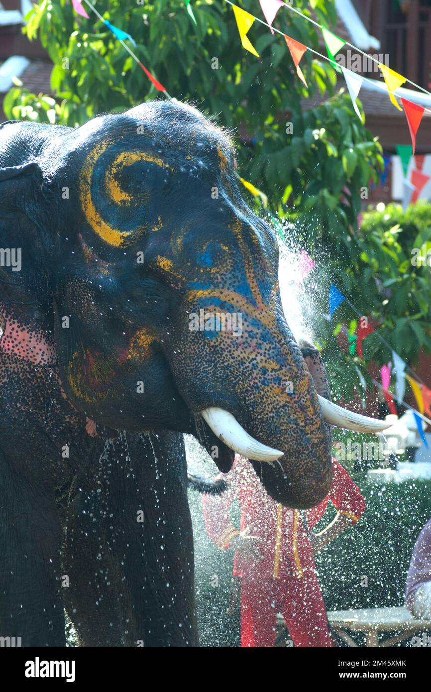 Young elephant splashing water Stock Photo - Alamy