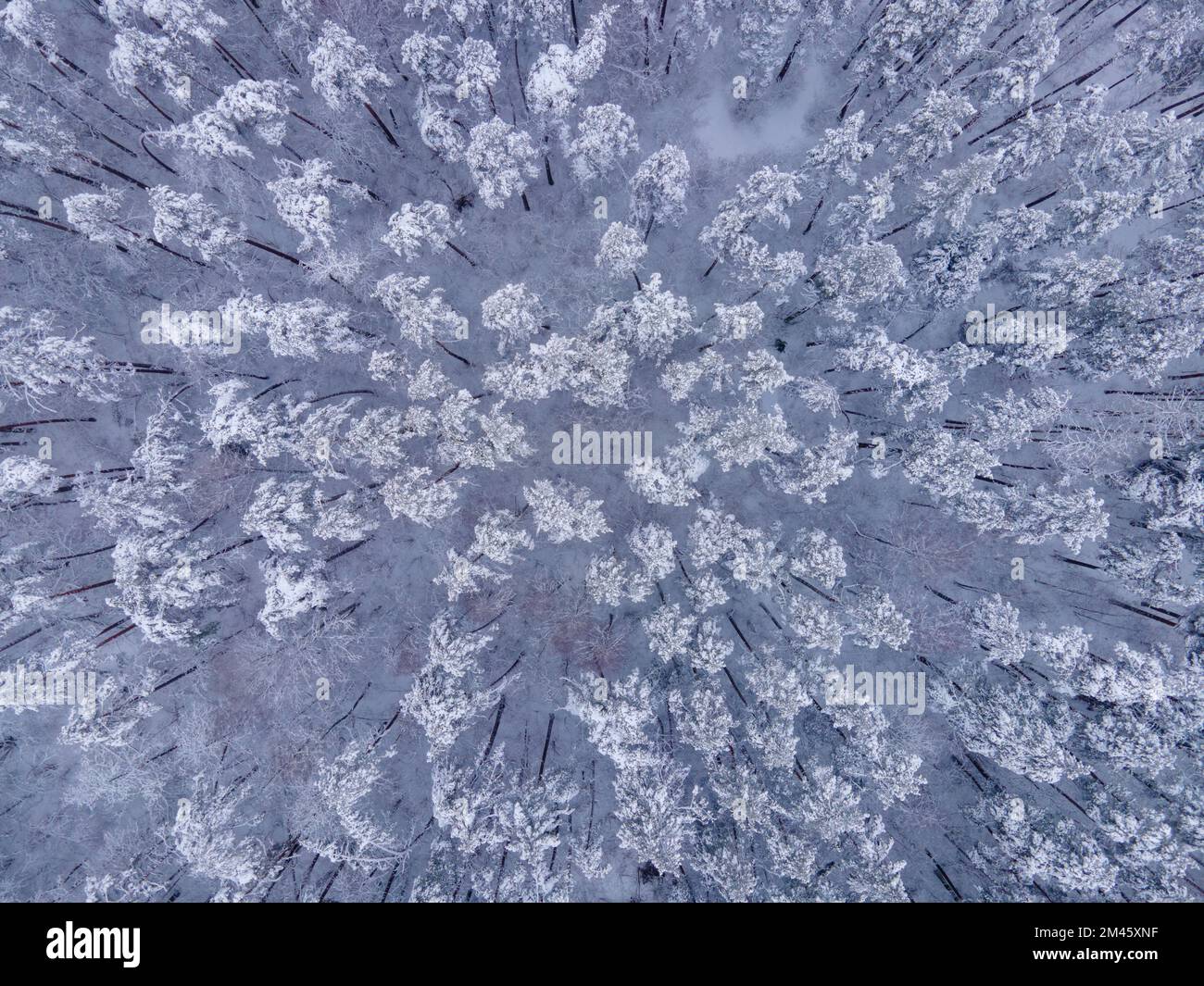 A top view of the fir forest trees covered by white snow Stock Photo ...