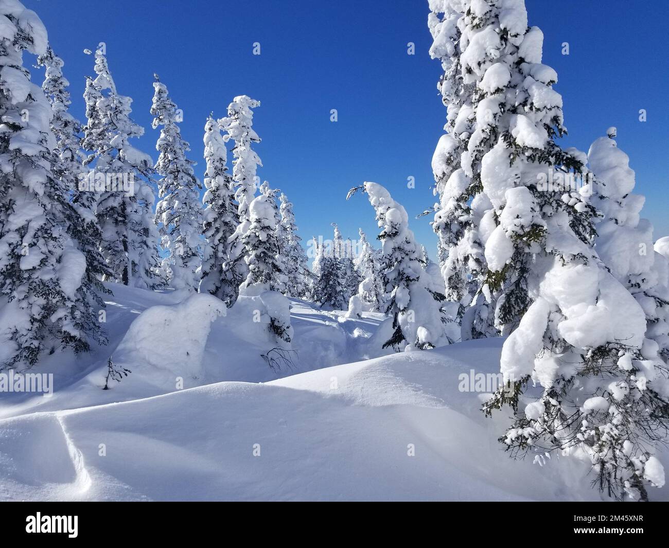 A beautiful view of snow-covered trees in the forest Stock Photo - Alamy