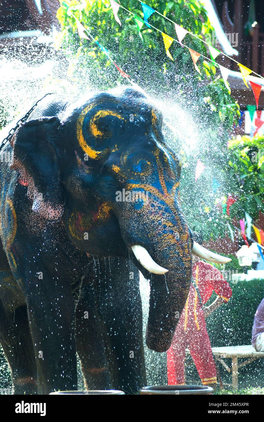 Young elephant splashing water Stock Photo - Alamy