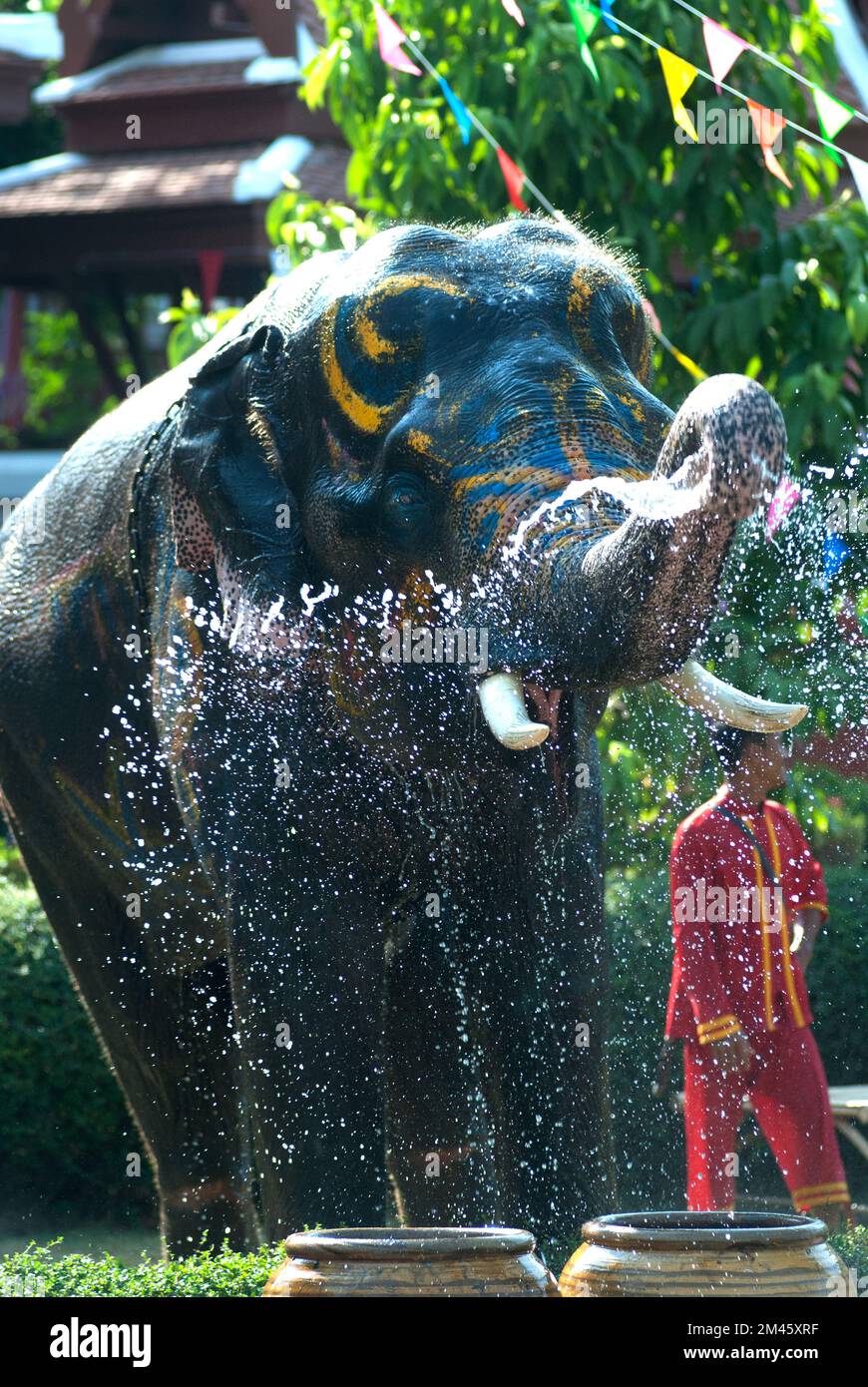 Young elephant splashing water Stock Photo - Alamy