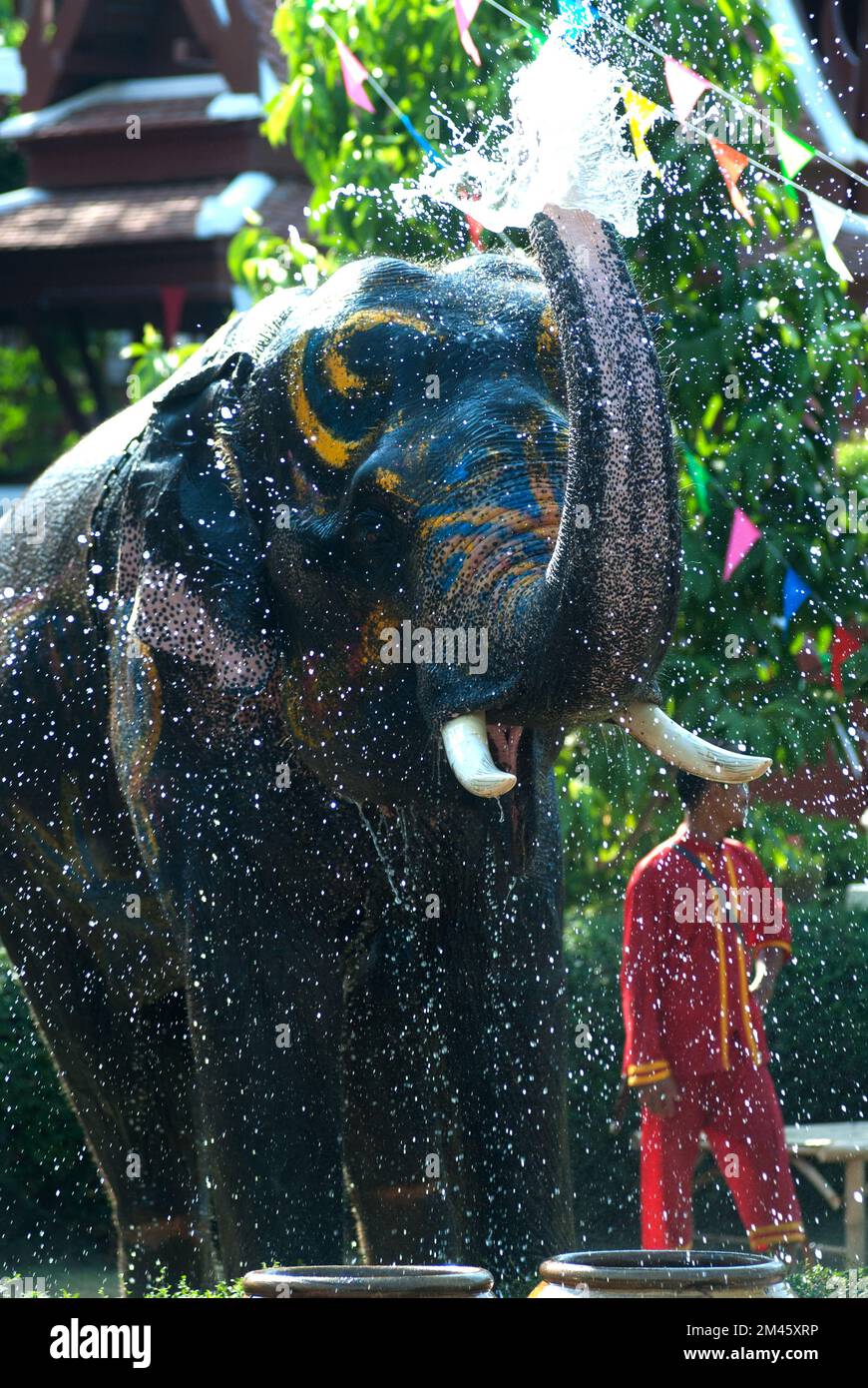 Young elephant splashing water Stock Photo - Alamy