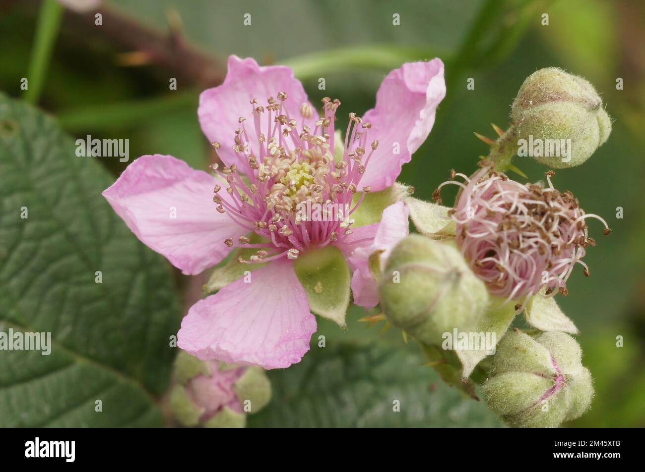 Rubus flower hi-res stock photography and images - Alamy
