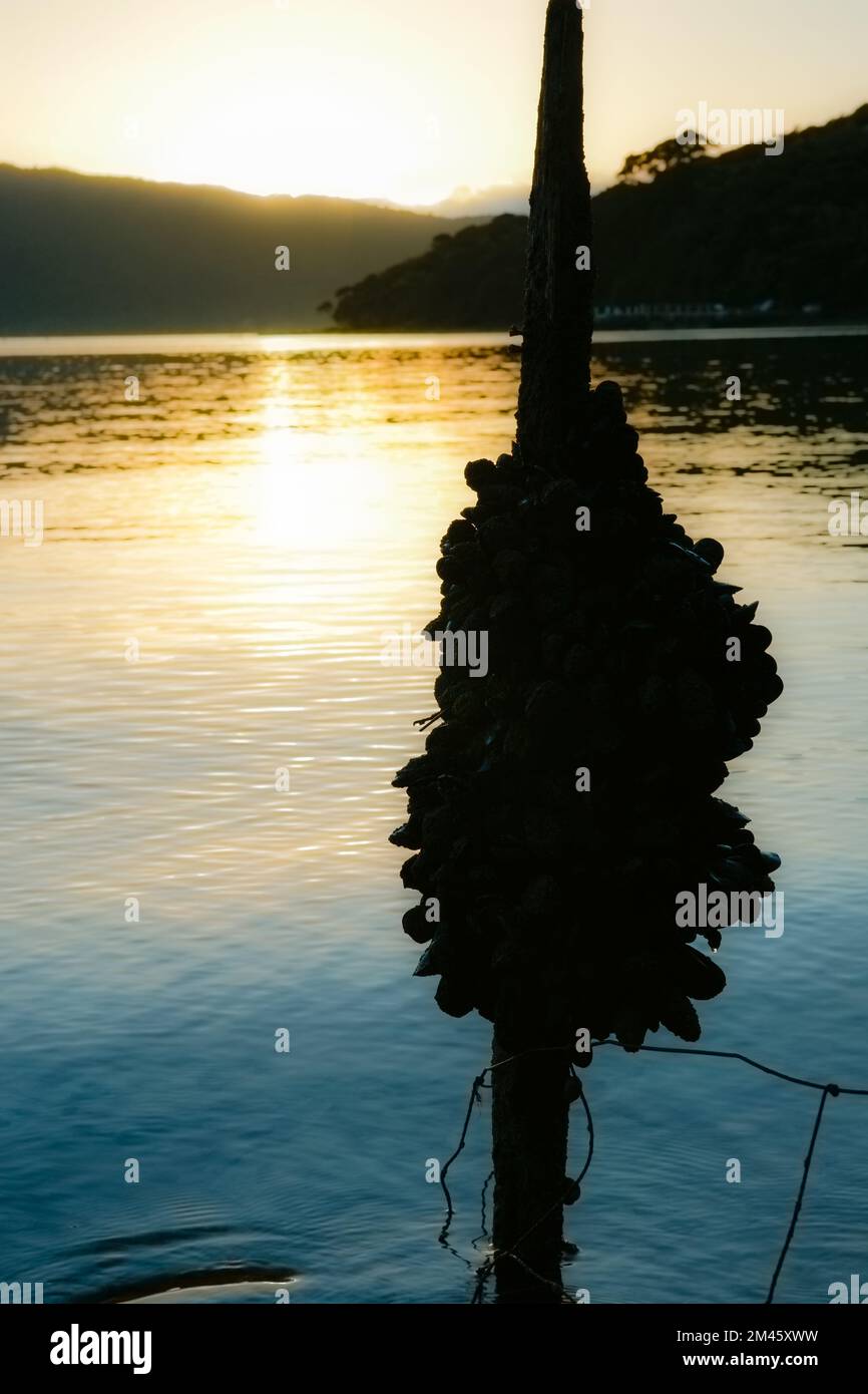 Wild barnacle encrusted mussels growing on old pole in bay back-lit by ...