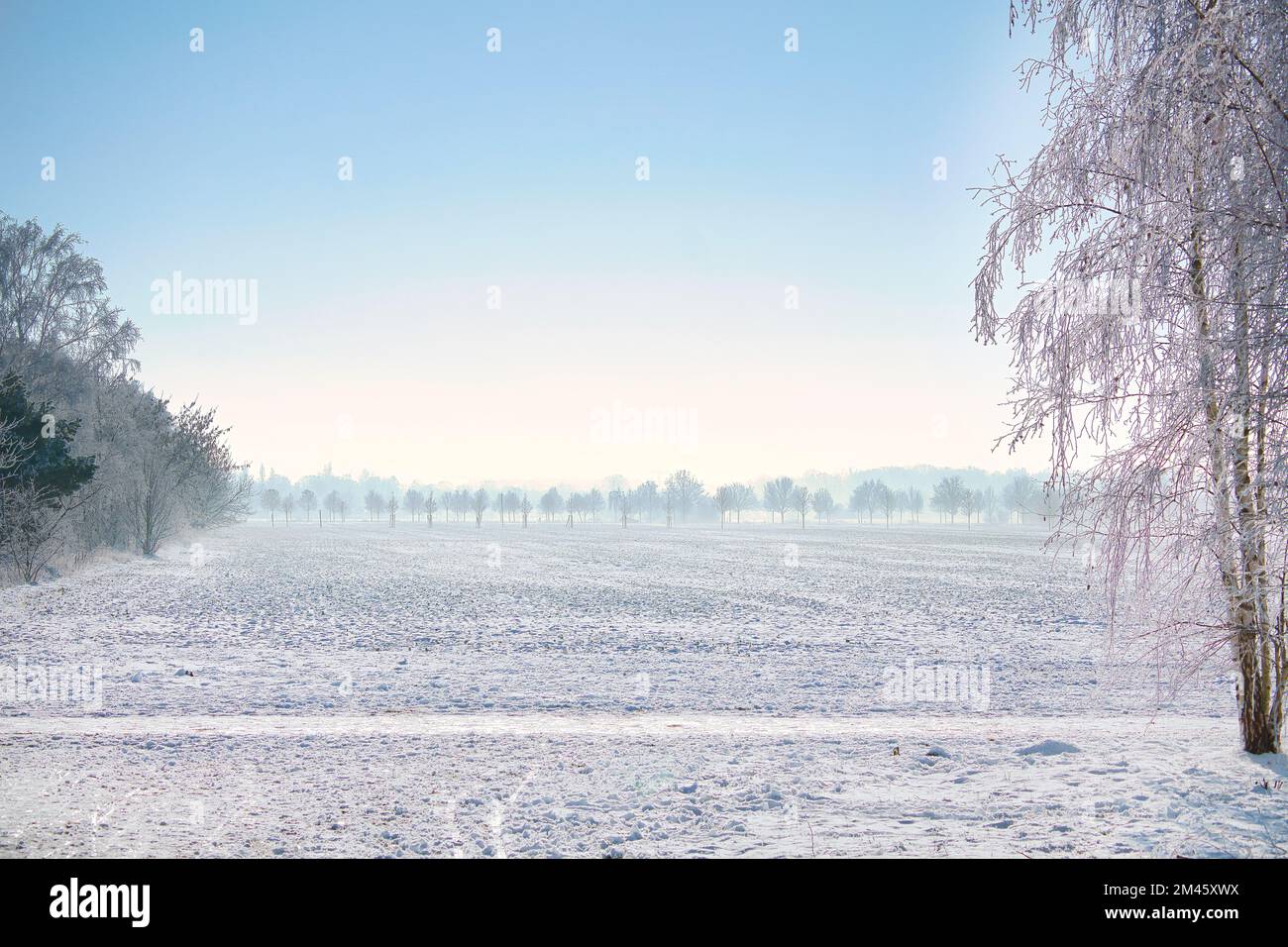Winter landscape with trees on the edge of a field covered with snow ...
