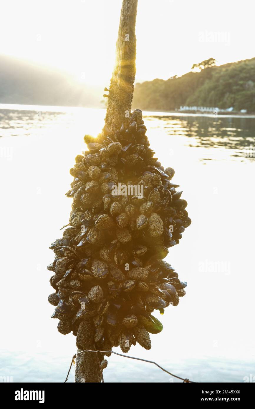 Wild barnacle encrusted mussels growing on old pole in bay back-lit by ...