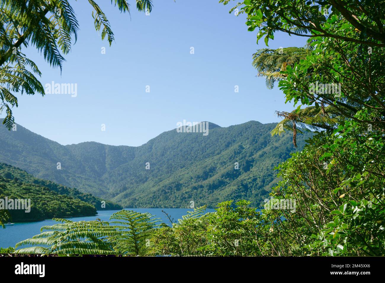 View bush clad hills and bay framed by foliage of foreground trees in ...