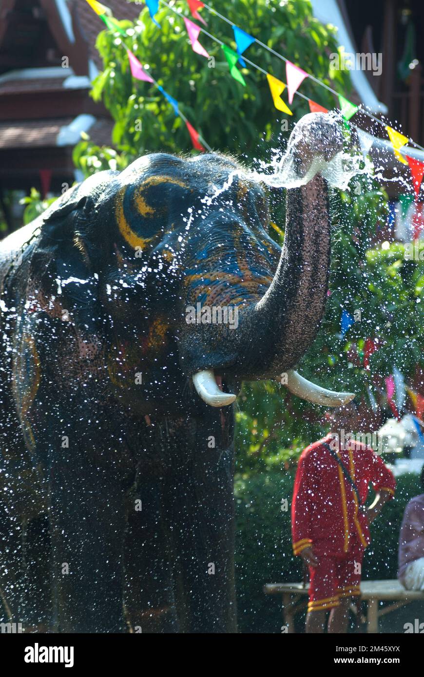 Young elephant splashing water Stock Photo - Alamy
