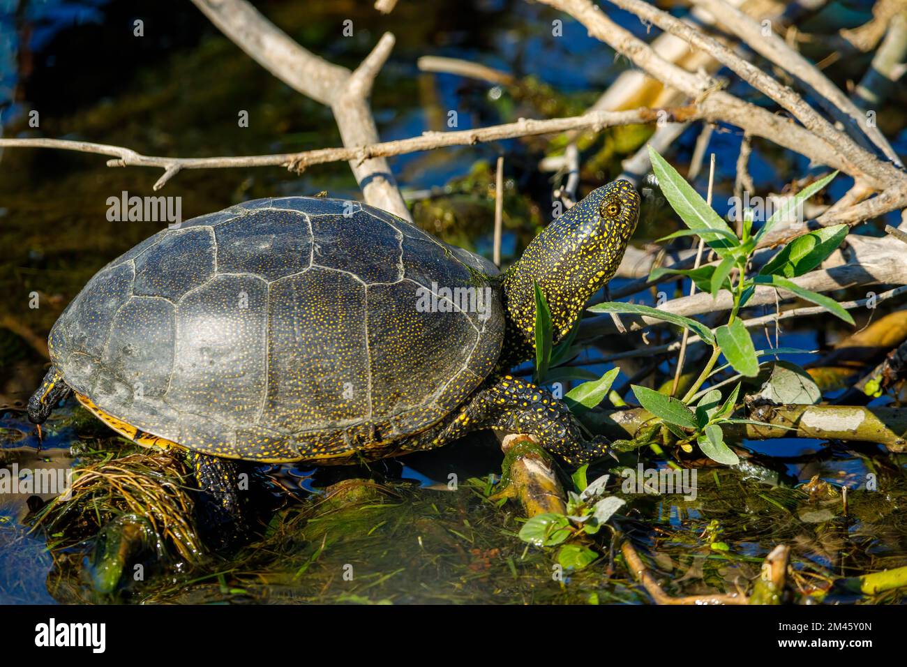 A european pond turtle in the swamps of the danube delta Stock Photo ...