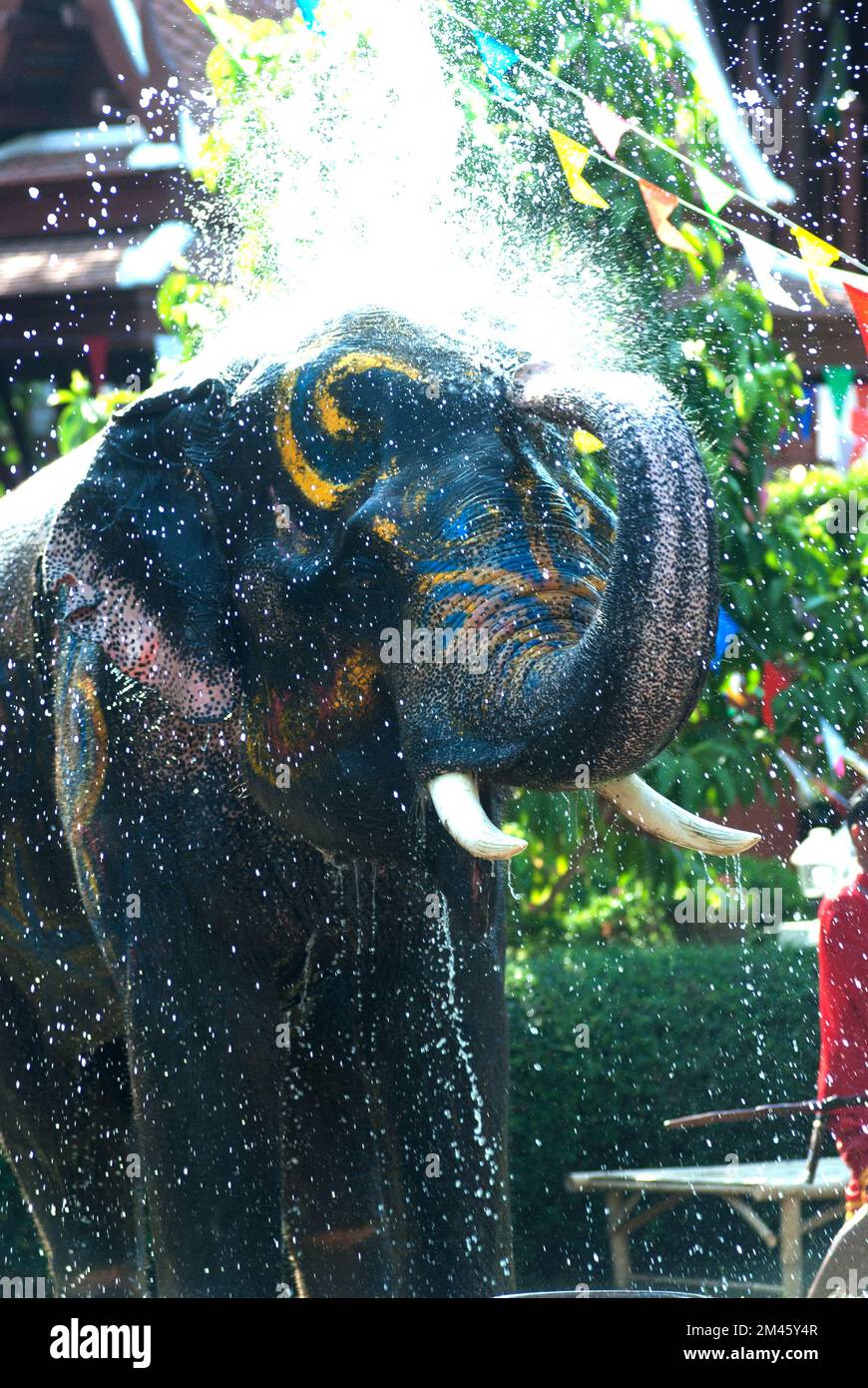 Young elephant splashing water Stock Photo - Alamy