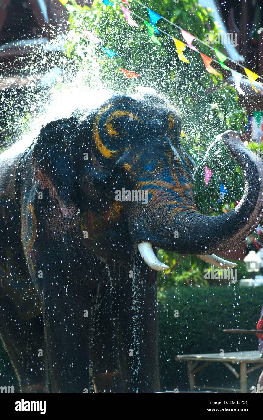 Young elephant splashing water Stock Photo - Alamy