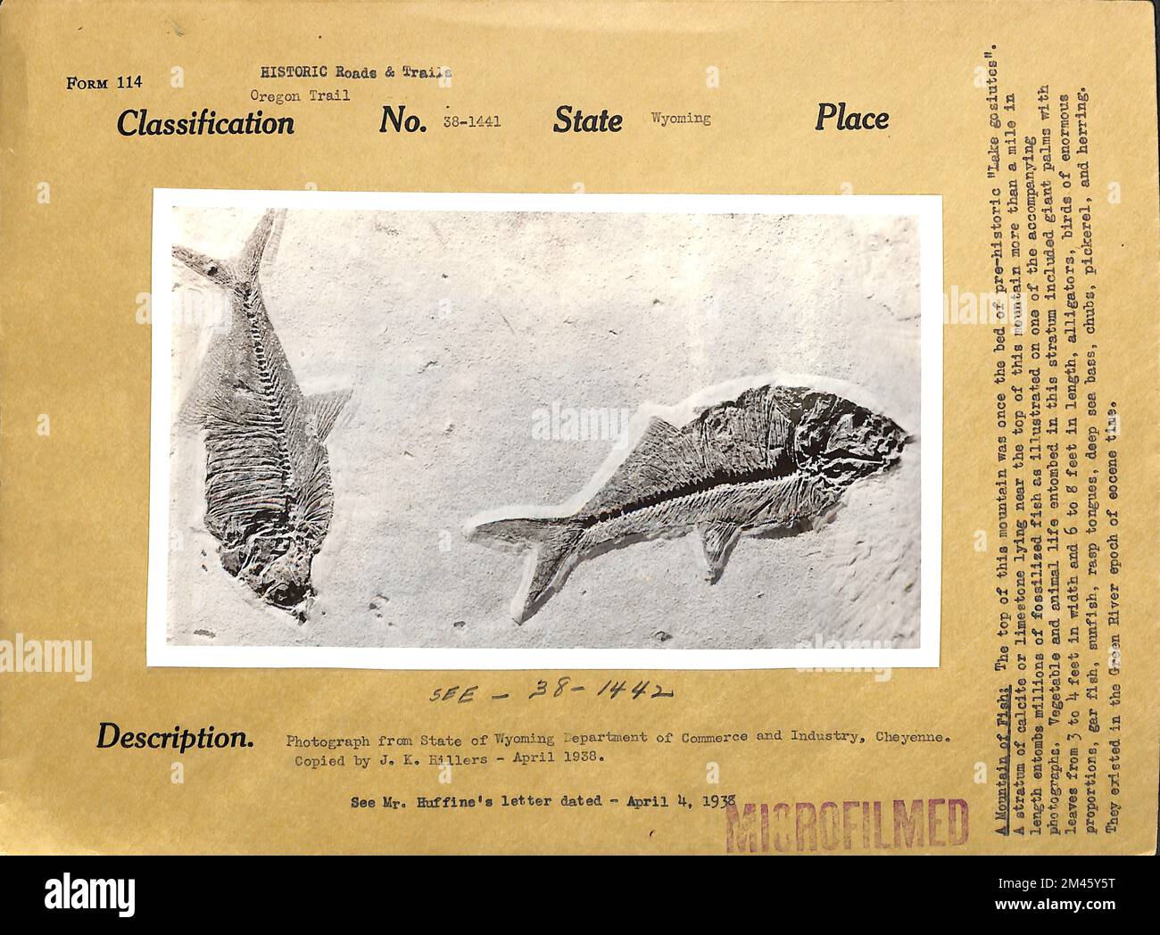 Fossilized Fish in Mountain of Fish. Original caption: Original caption ...