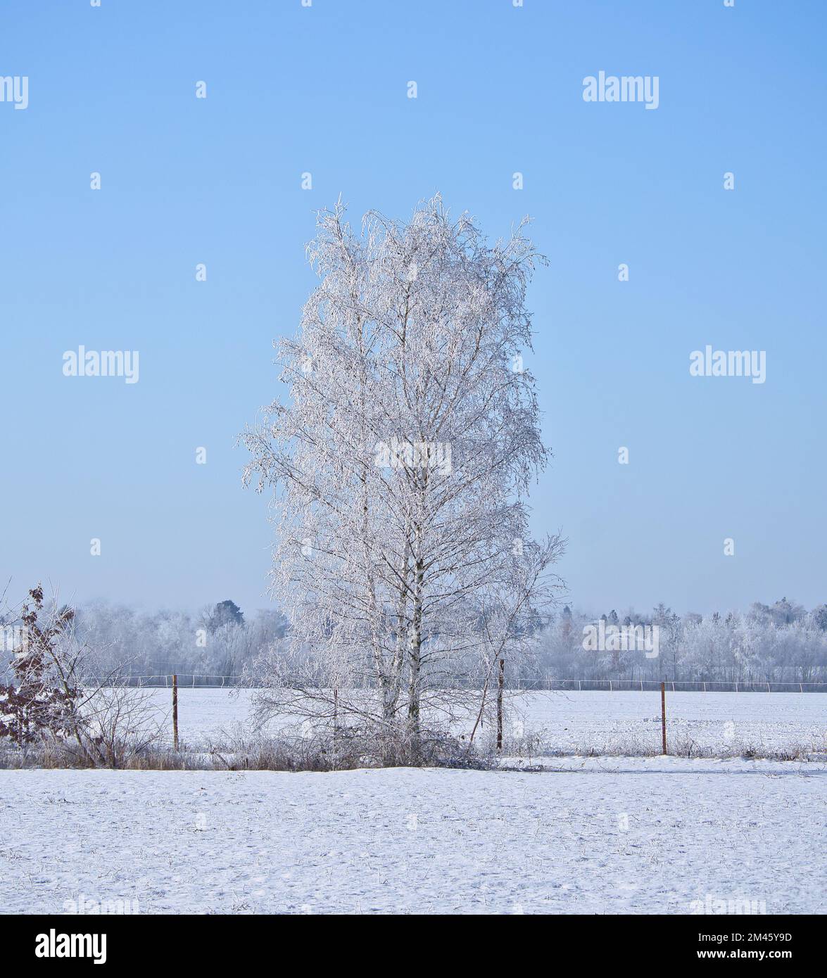 Snowy birch tree on a wintry field. Frost forms ice crystals on the ...