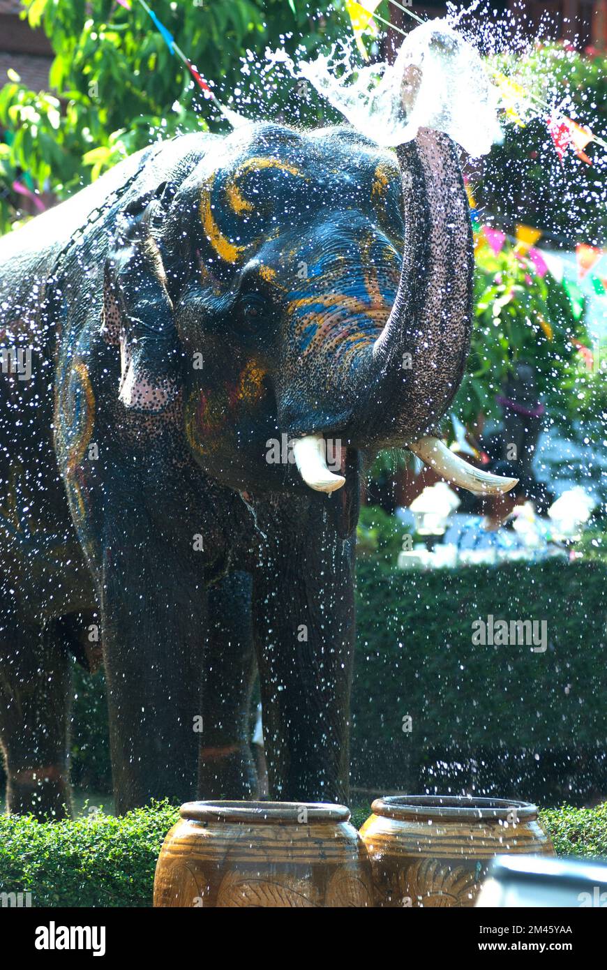 Young elephant splashing water Stock Photo - Alamy