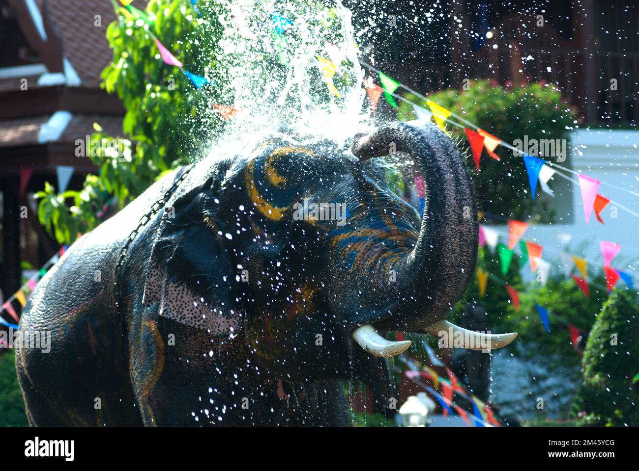 Young elephant splashing water Stock Photo - Alamy