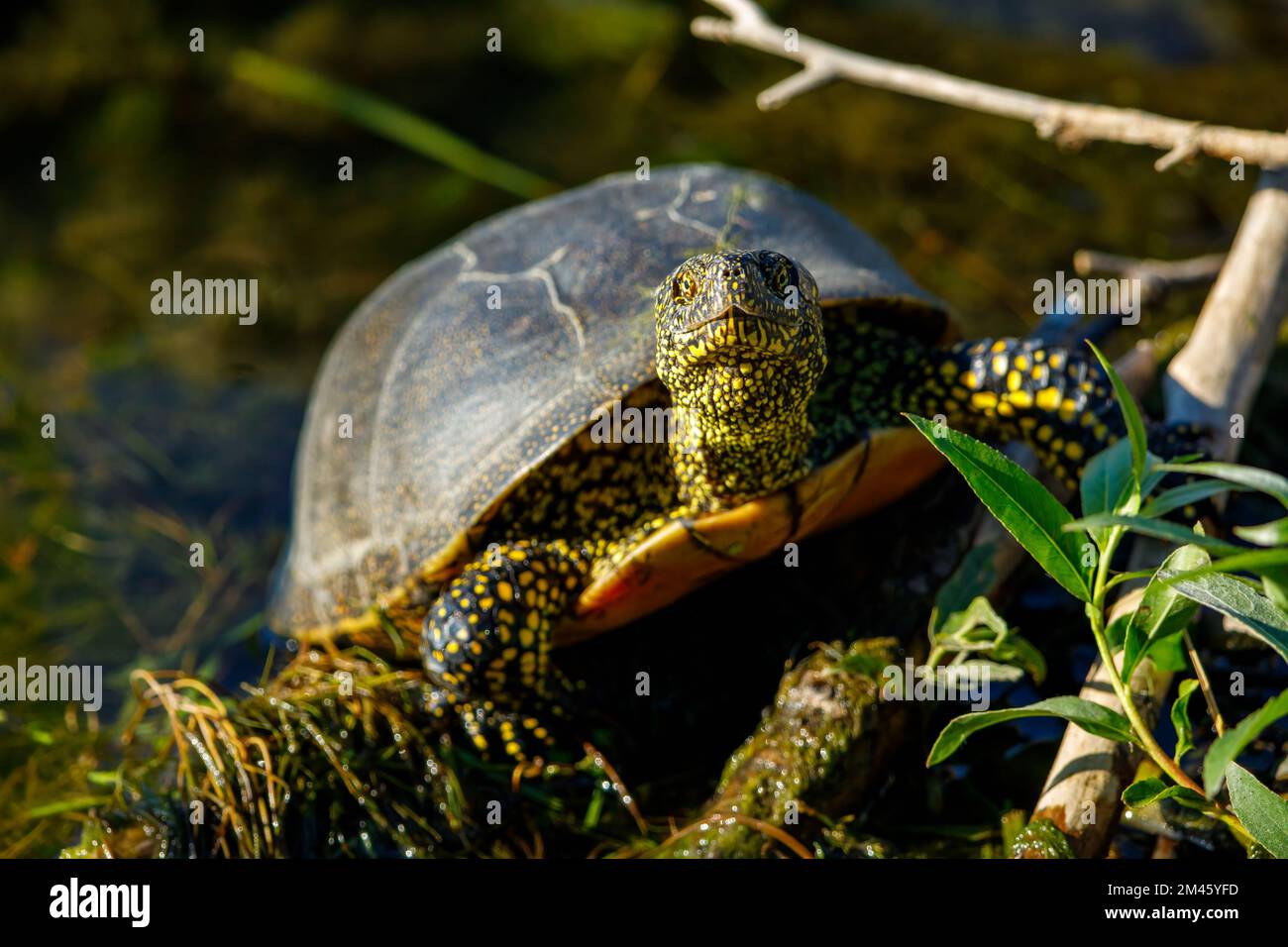 A european pond turtle in the swamps of the danube delta Stock Photo ...