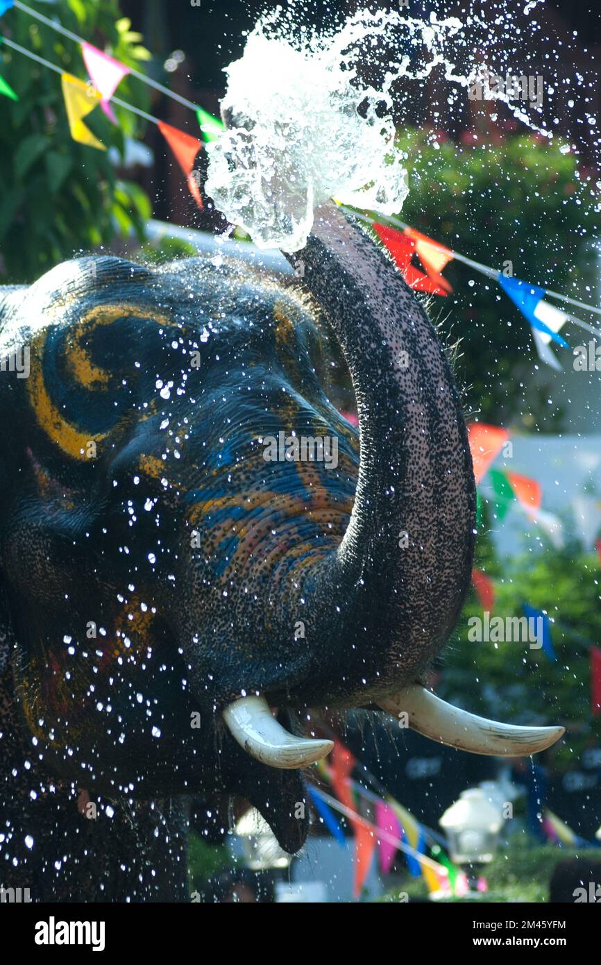 Young elephant splashing water Stock Photo - Alamy