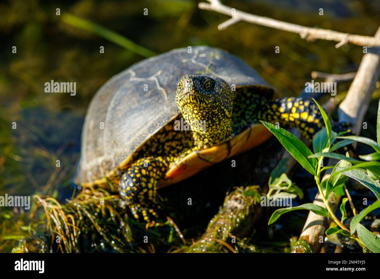 A european pond turtle in the swamps of the danube delta Stock Photo ...