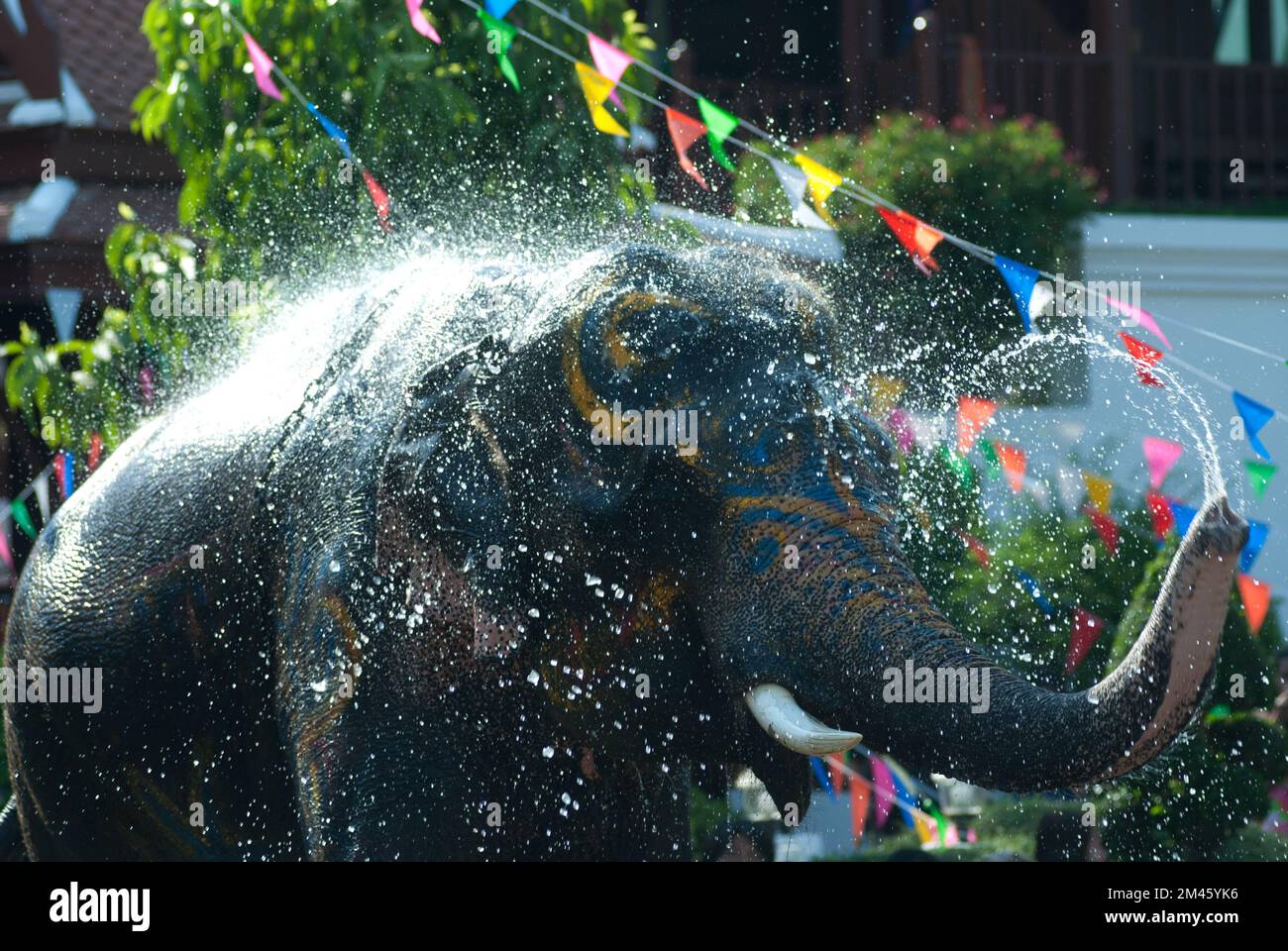 Young elephant splashing water Stock Photo - Alamy
