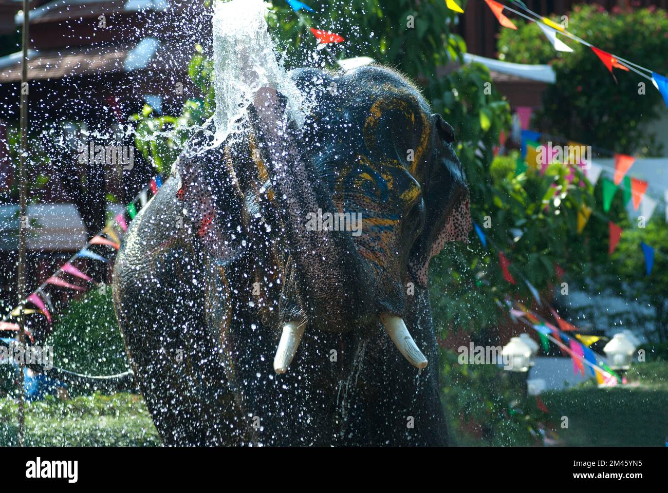 Young elephant splashing water Stock Photo - Alamy