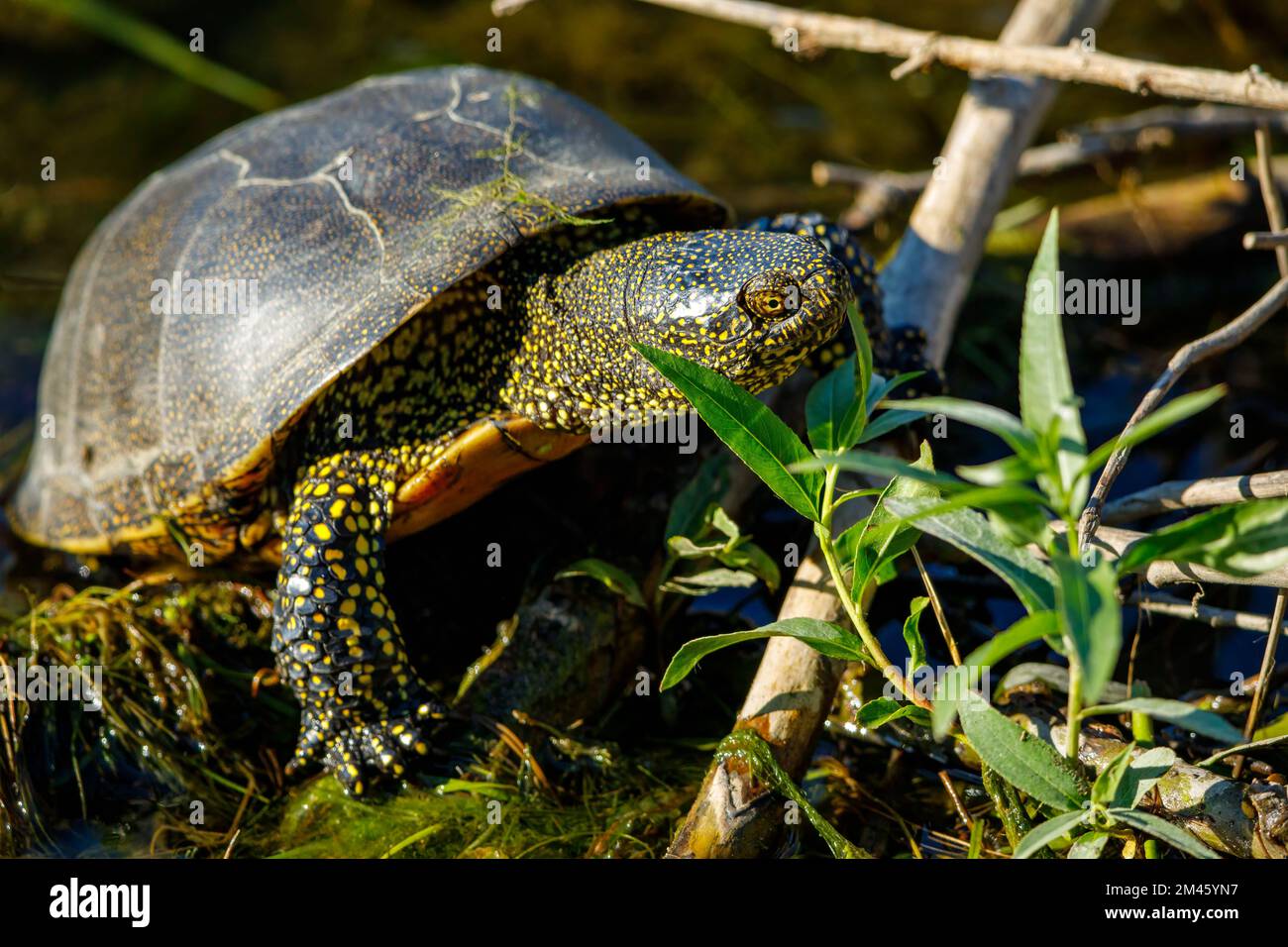 A european pond turtle in the swamps of the danube delta Stock Photo ...