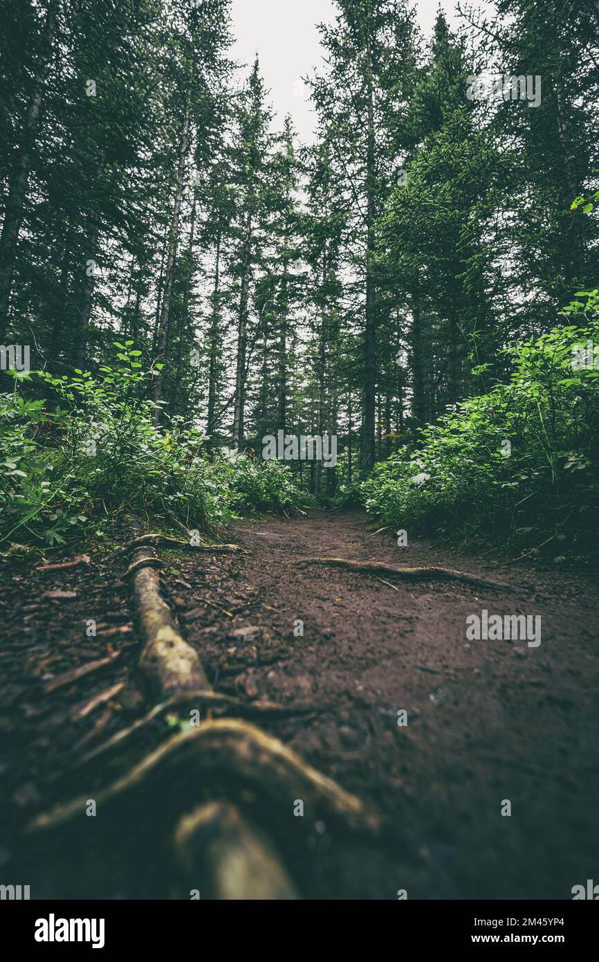 A vertical dramatic landscape of a rainforest Stock Photo - Alamy