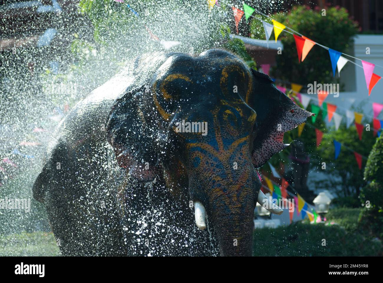 Young elephant splashing water Stock Photo - Alamy